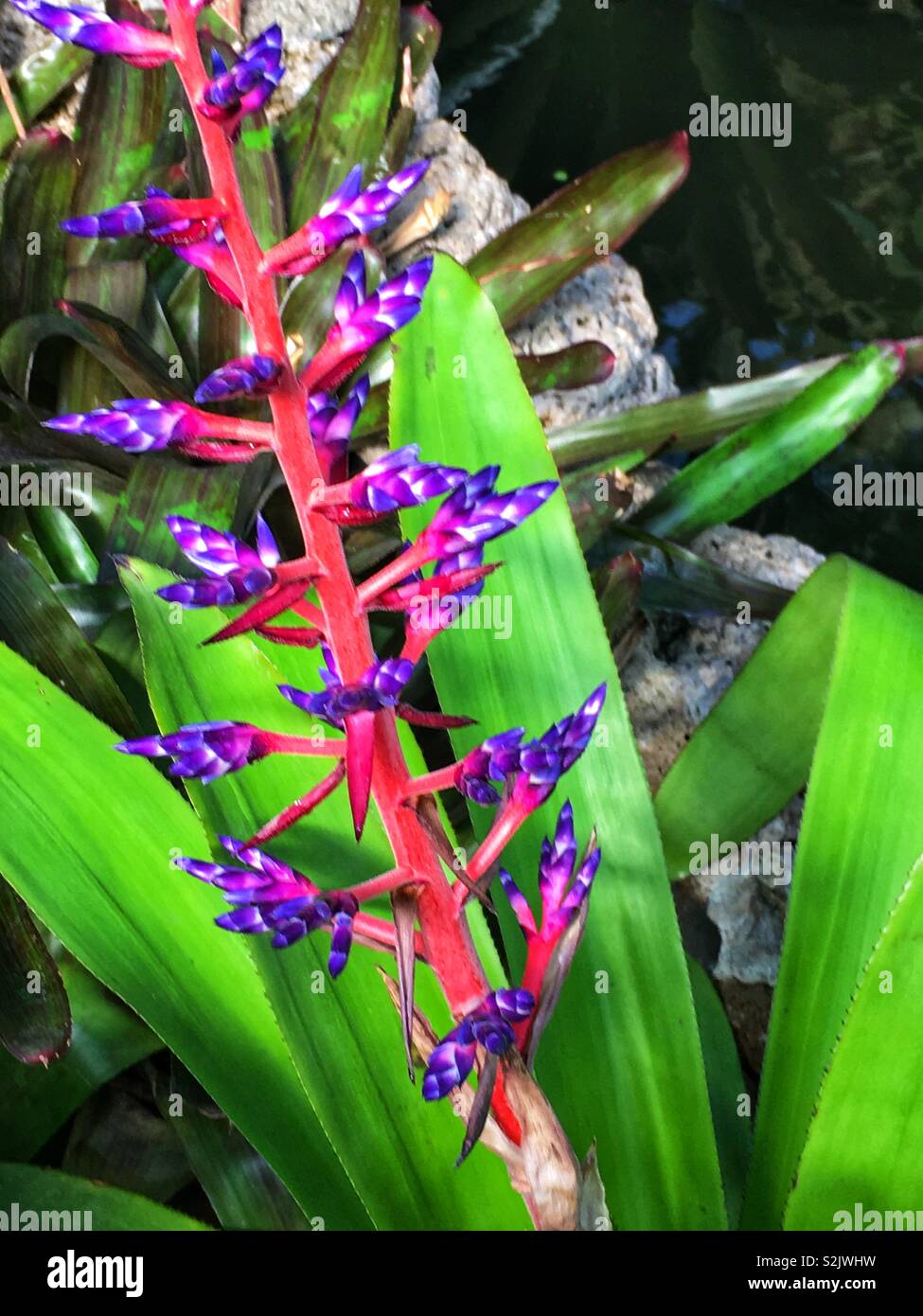 Budding flower hi-res stock photography and images - Alamy