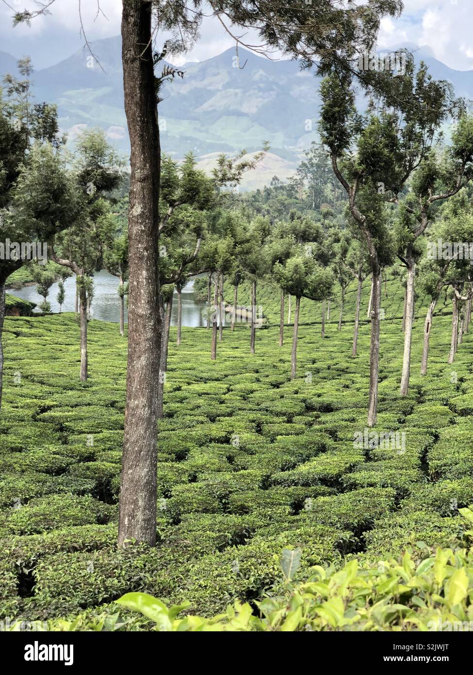 Green Tea estate Stock Photo - Alamy