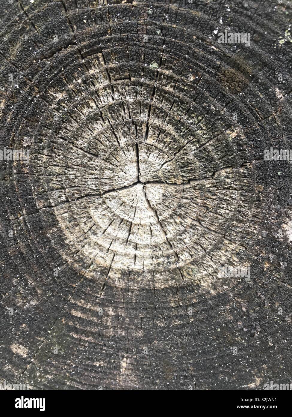 Tree rings hi-res stock photography and images - Alamy