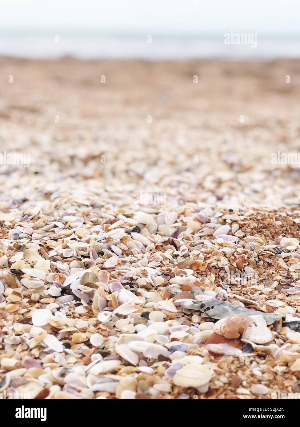 Up close shot of seashells gathered on the beach Stock Photo - Alamy