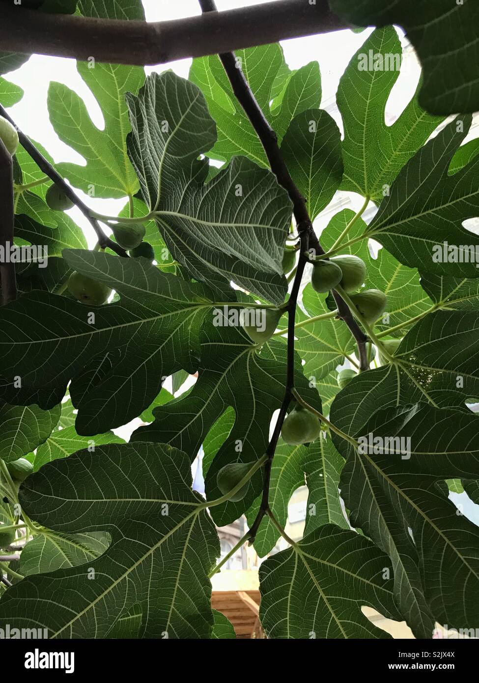 Fig tree leave hi-res stock photography and images - Alamy