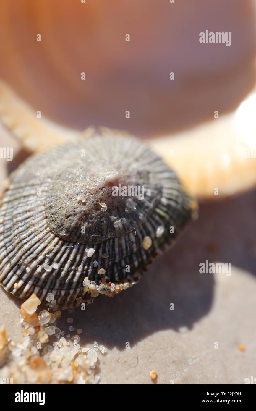 Shell Life, Grains of sand Stock Photo - Alamy