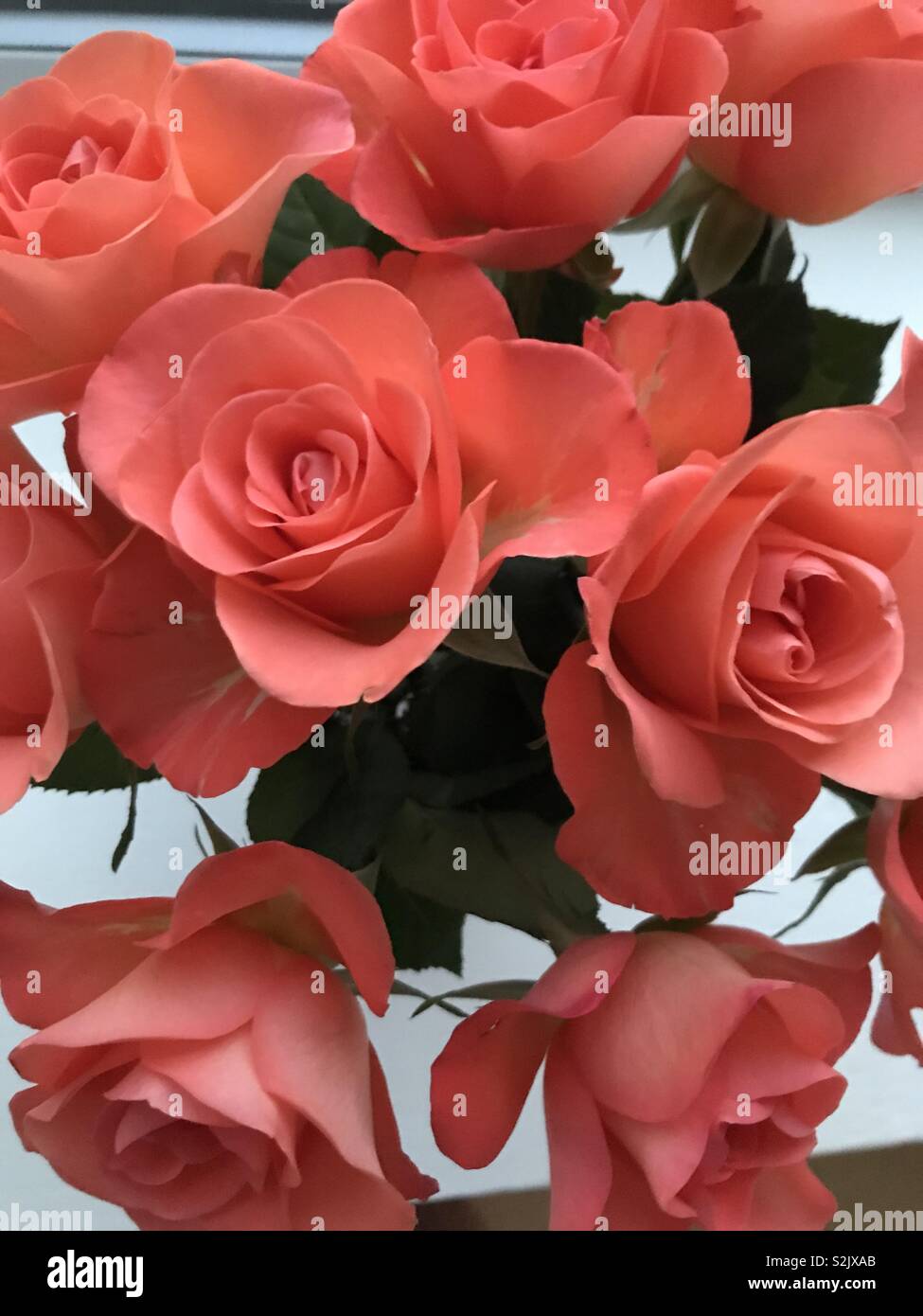 Coral Flowers High Resolution Stock Photography and Images - Alamy