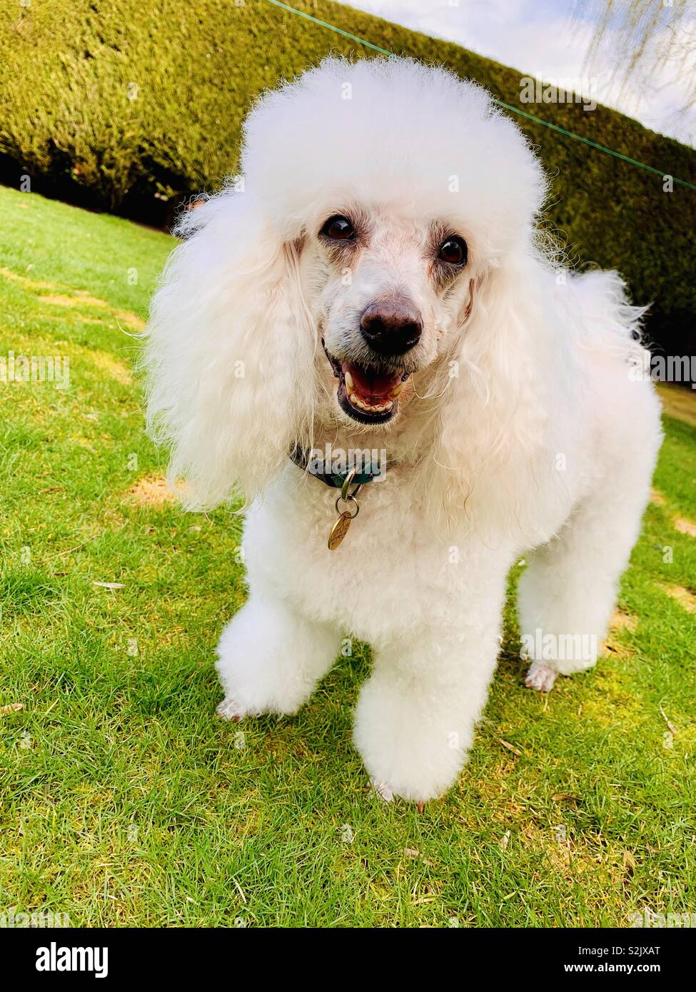 Curly poodle hair hi-res stock photography and images - Alamy