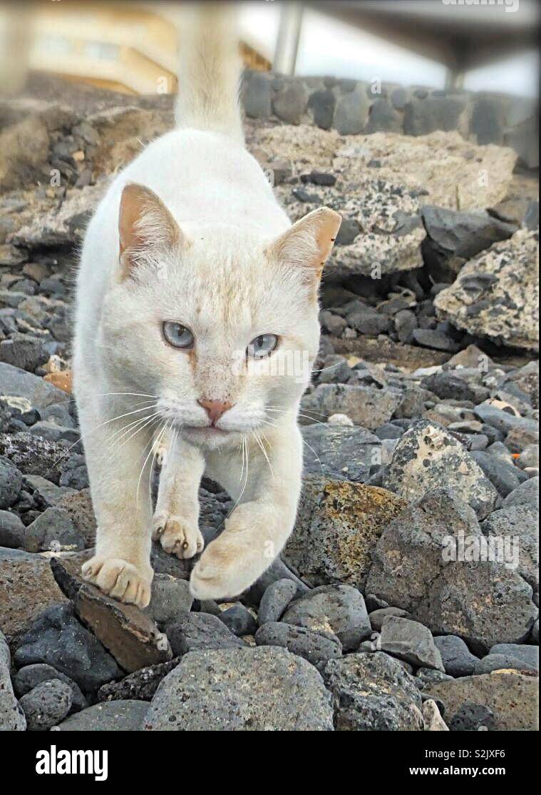 Cat in pebbles on the rock Stock Photo - Alamy