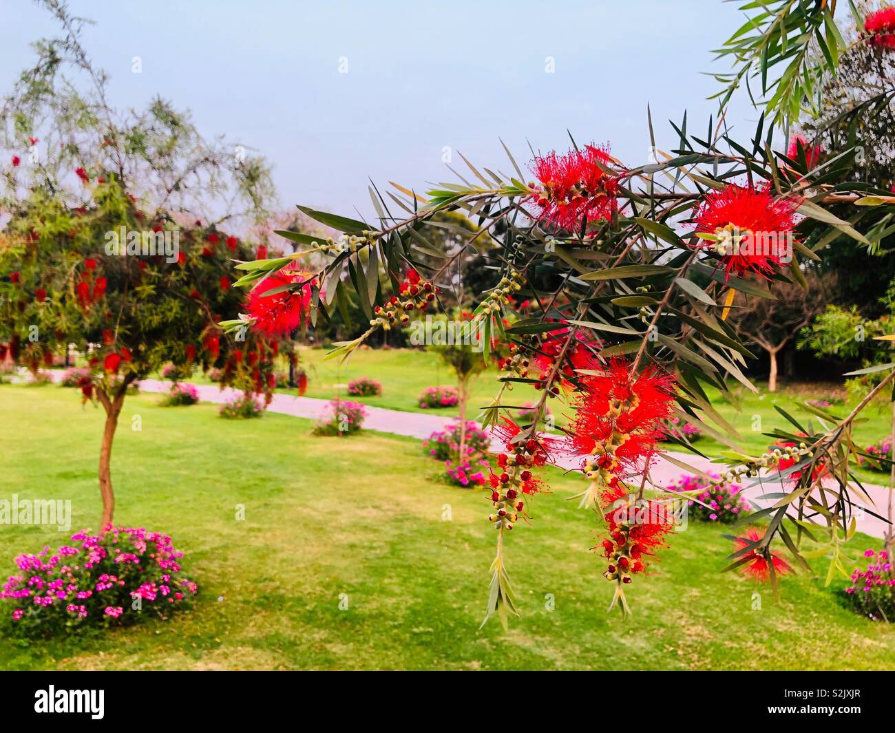 Red bottle brush plants hi-res stock photography and images - Alamy