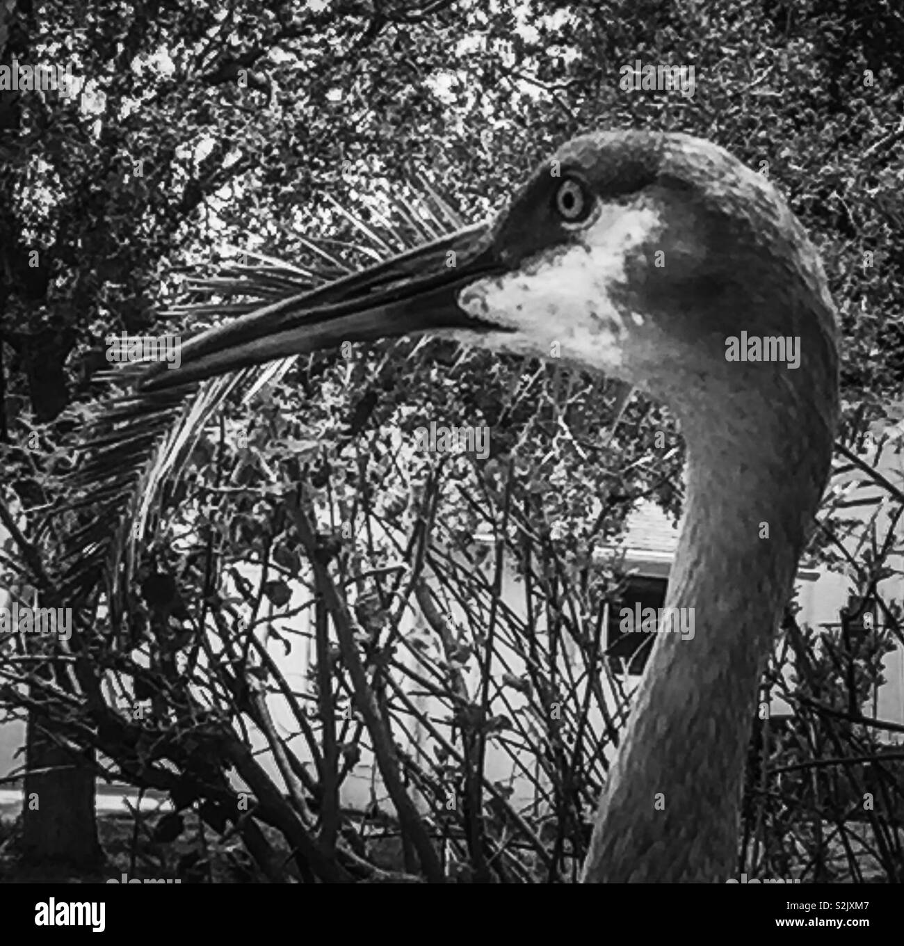Crane profile hi-res stock photography and images - Alamy