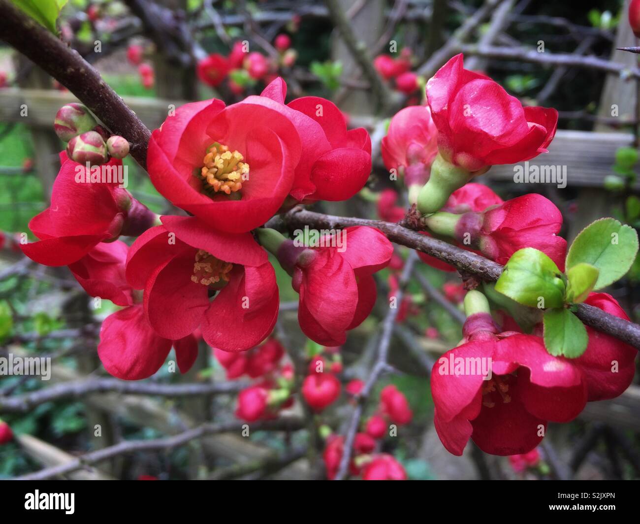 Red quince flower hi-res stock photography and images - Alamy