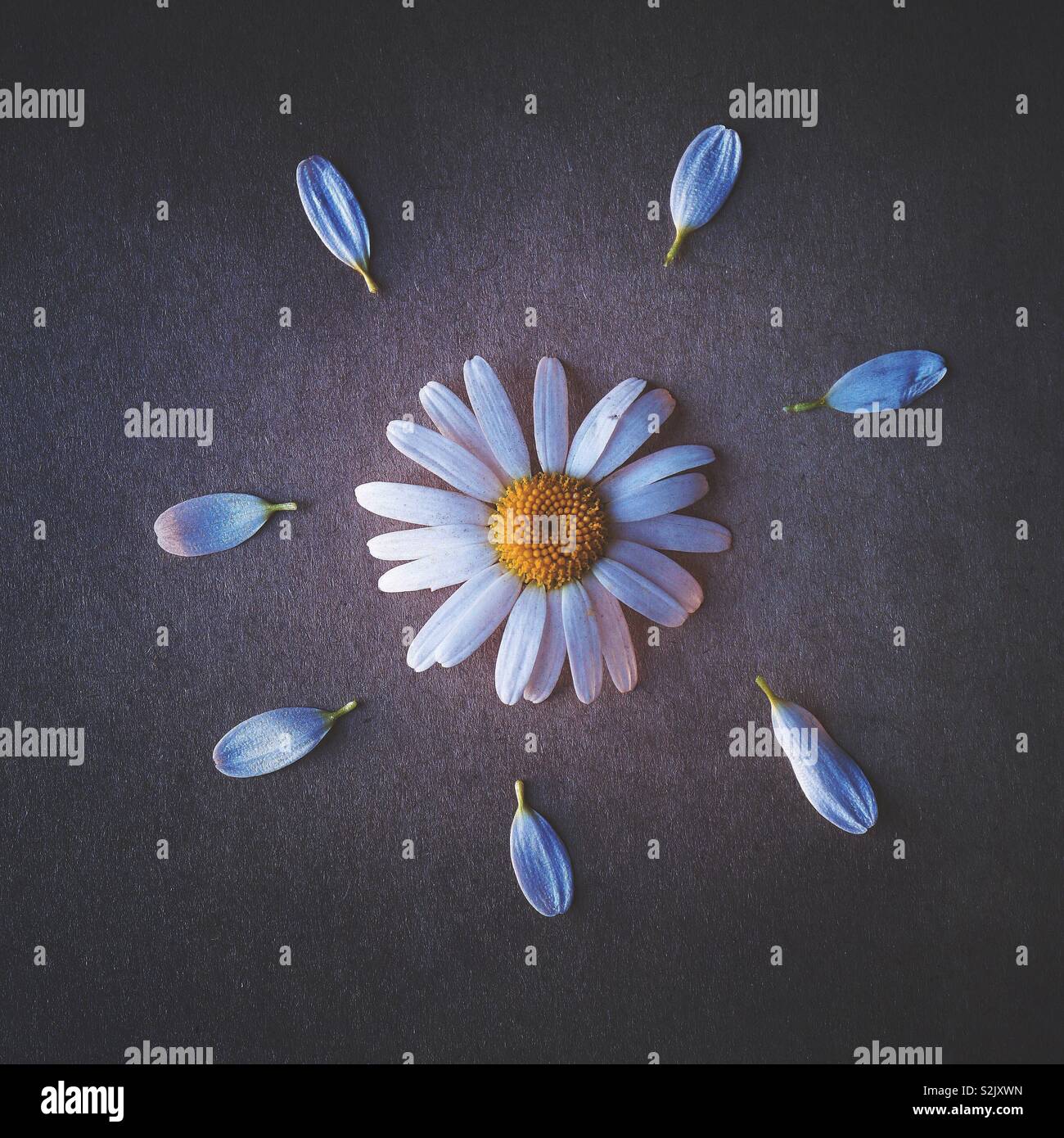 daisy flower petals Stock Photo - Alamy