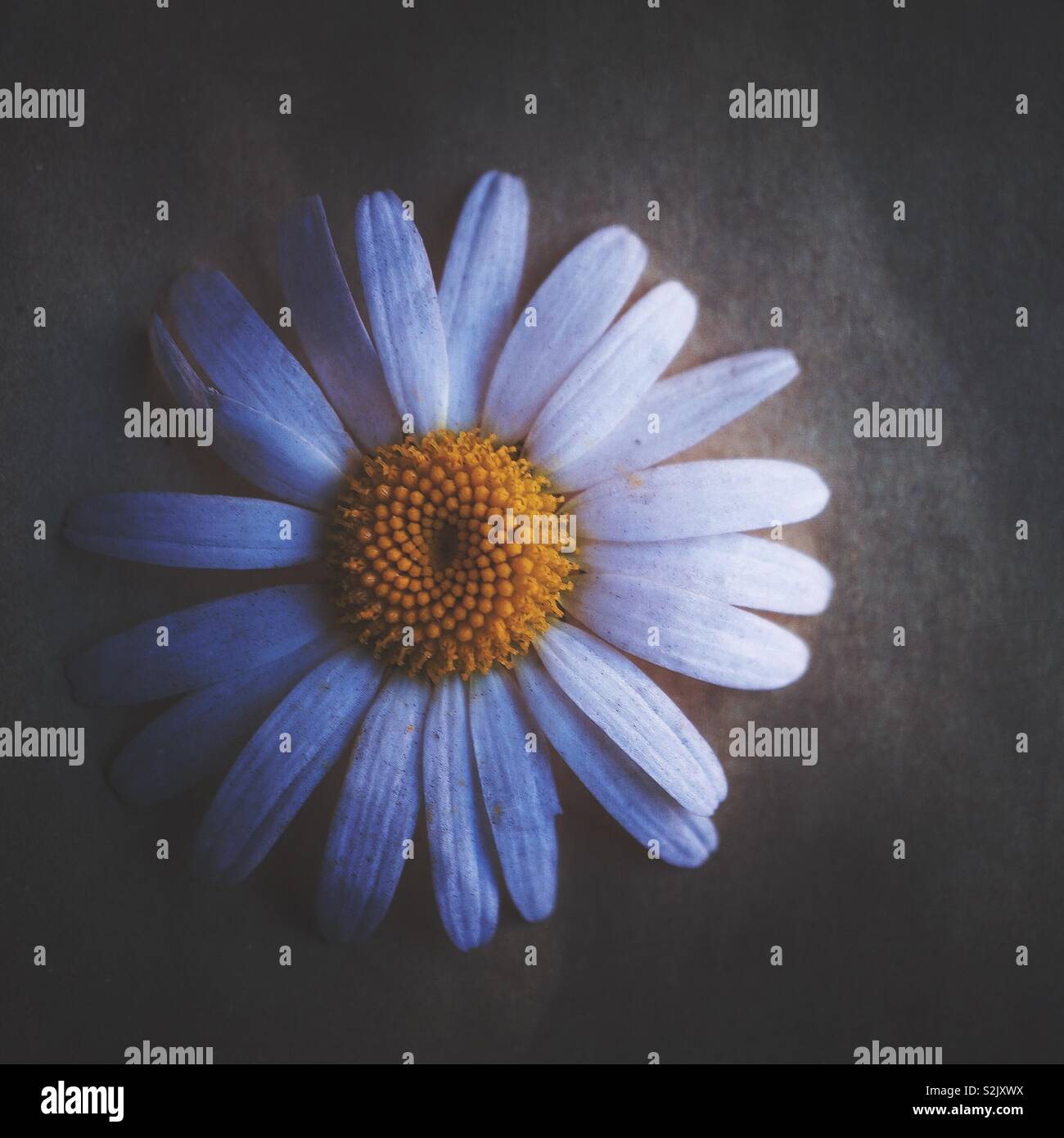 daisy flower petals Stock Photo - Alamy