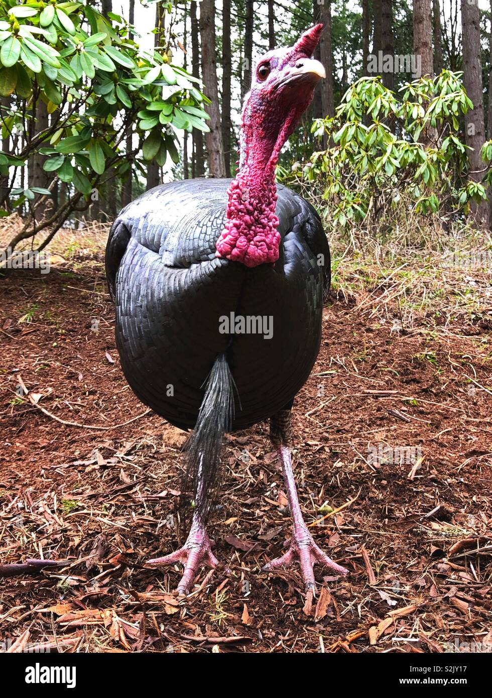 A male wild turkey in Eugene, Oregon, USA Stock Photo - Alamy