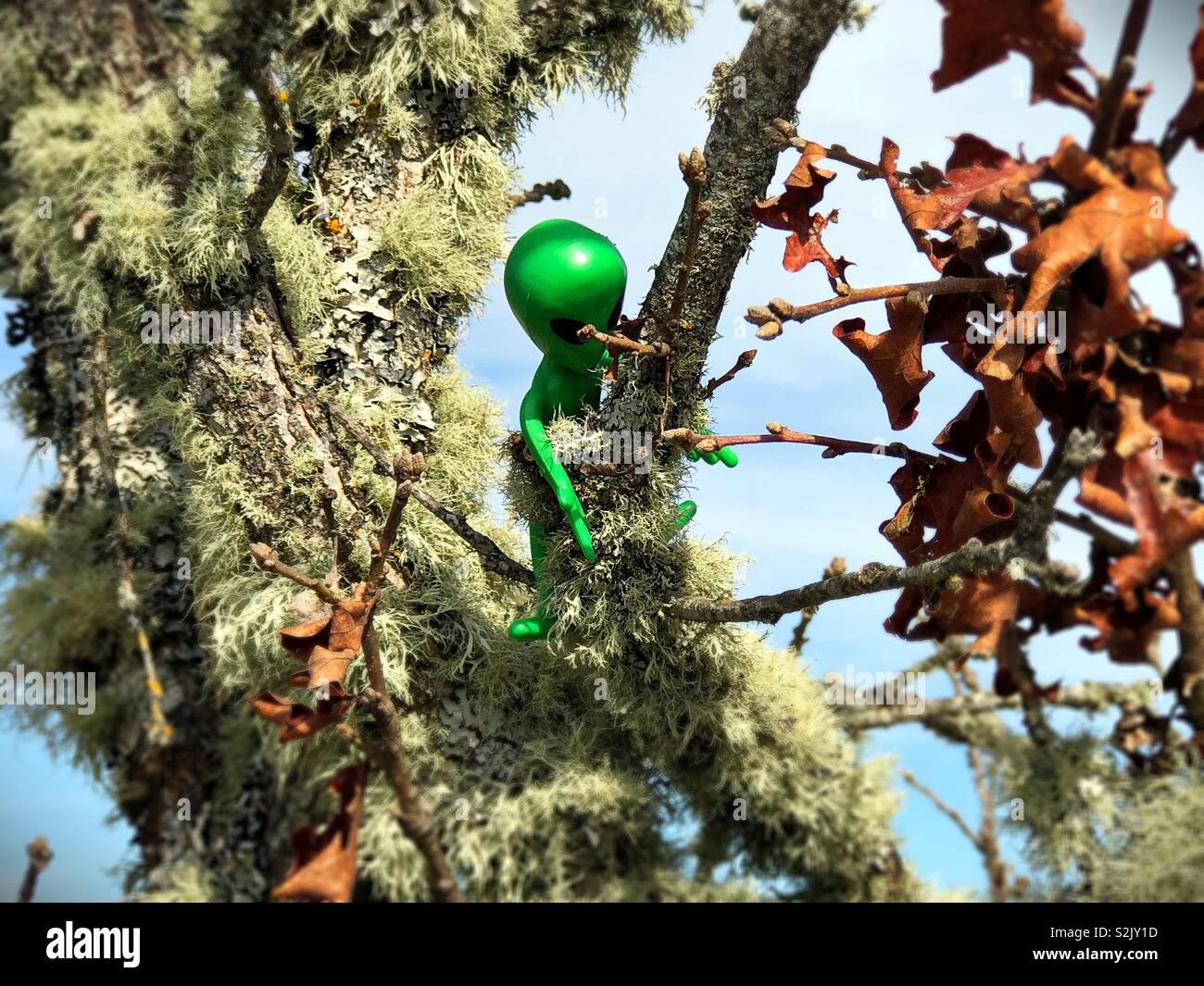 An alien figurine in a tree Stock Photo - Alamy