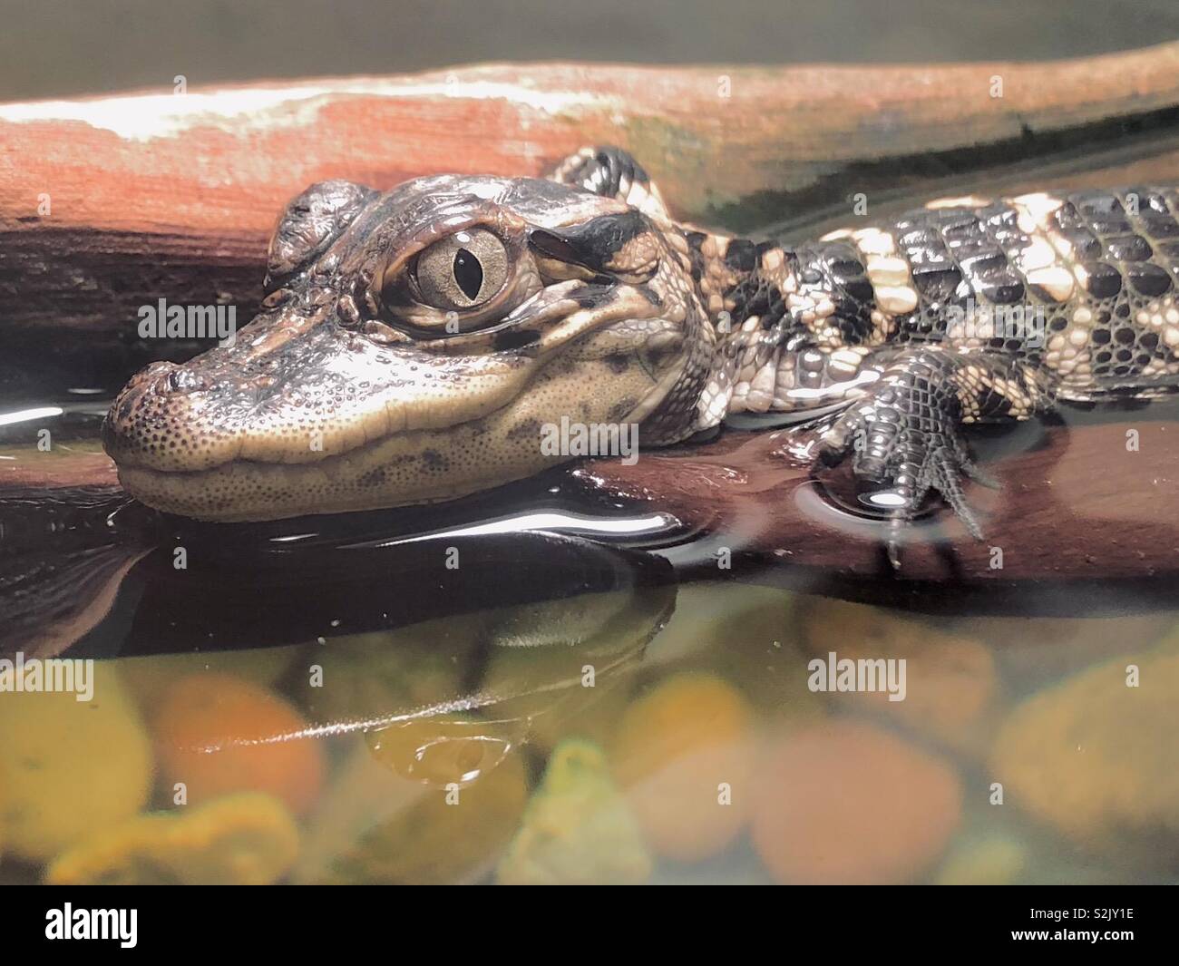 Baby reptiles hi-res stock photography and images - Alamy