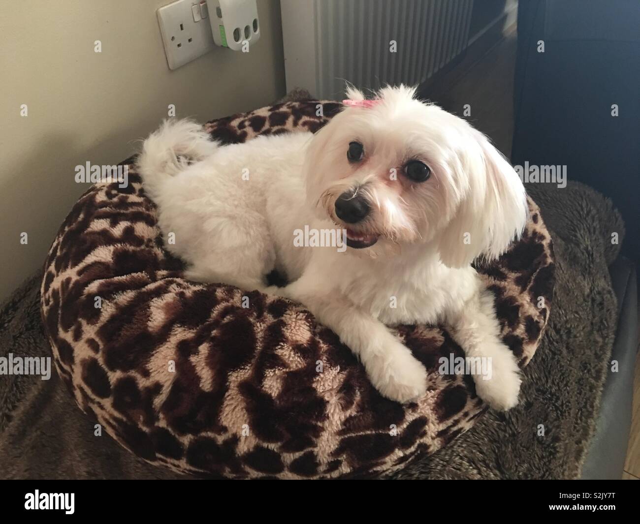 Maltese puppy hi-res stock photography and images - Alamy
