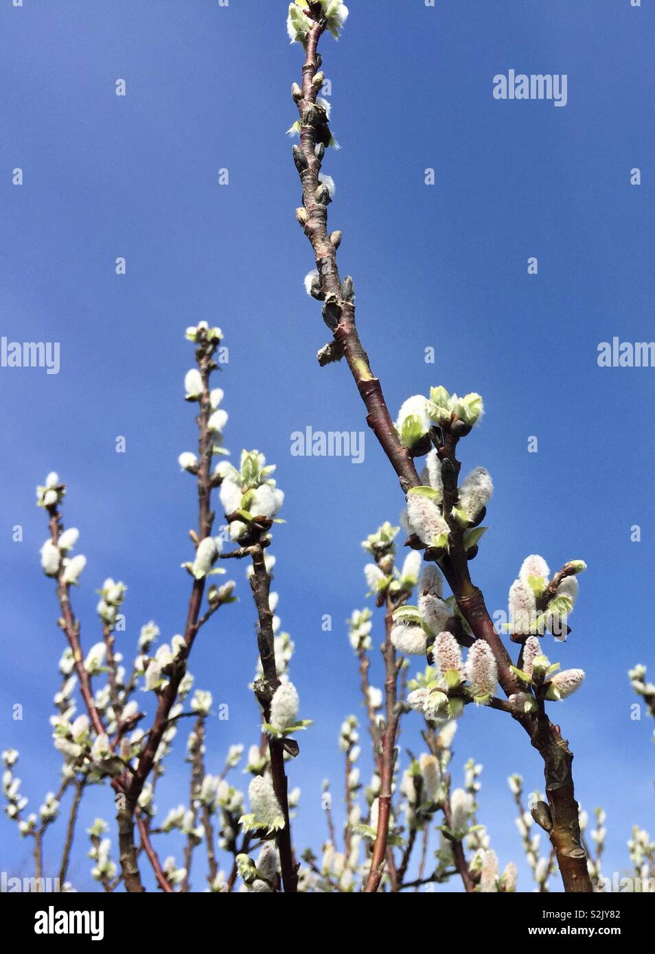 Goat willow hi-res stock photography and images - Alamy