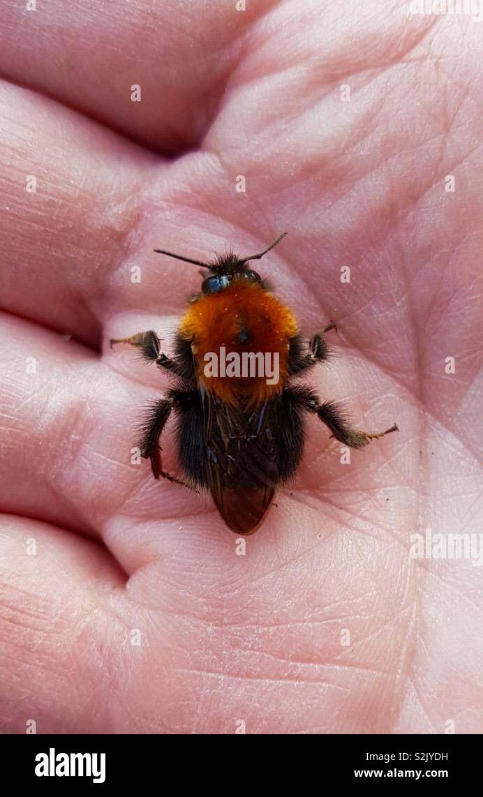 Bumblebee being held in palm of hand Stock Photo - Alamy