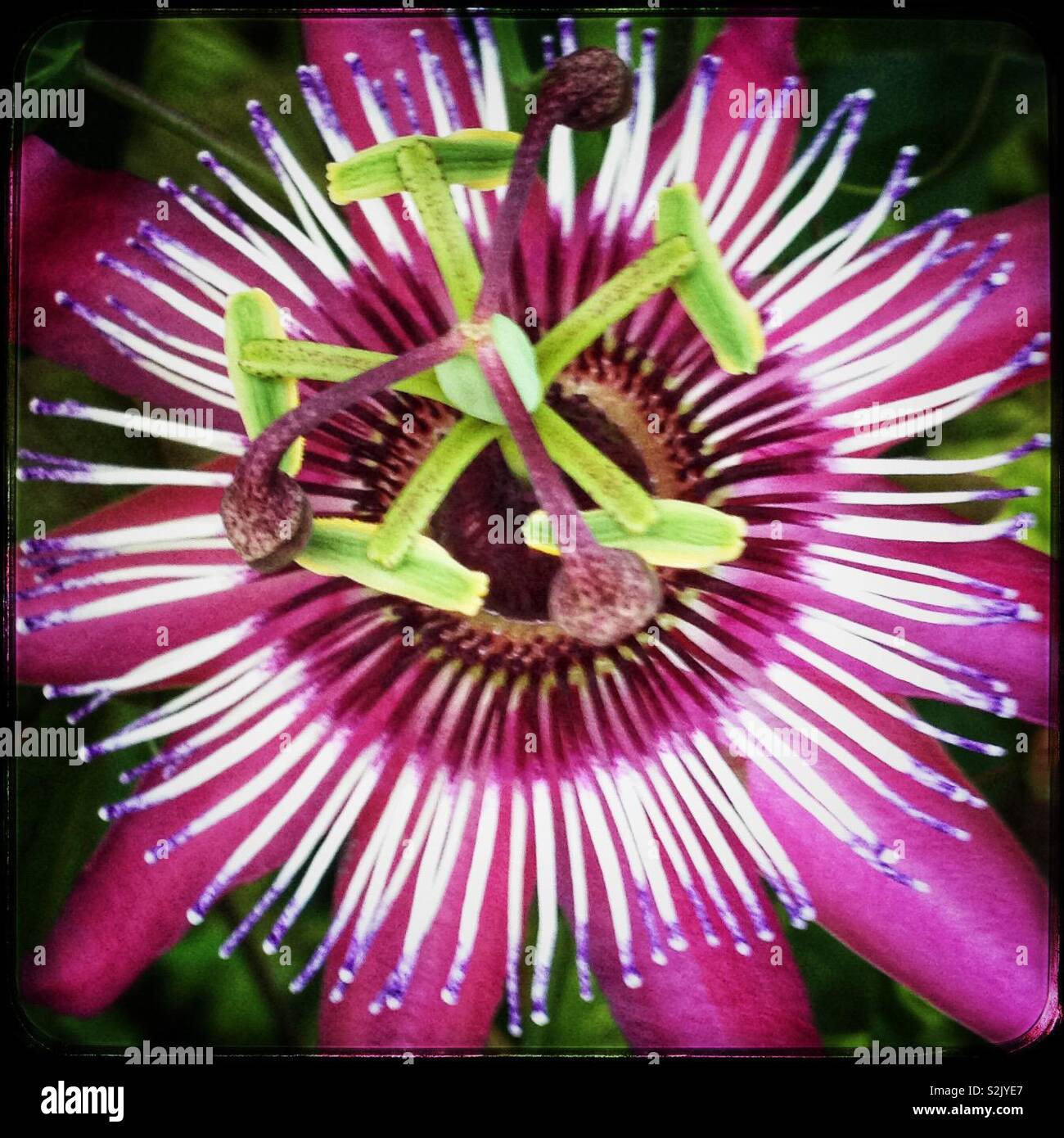 Vibrant flower gardens hi-res stock photography and images - Alamy