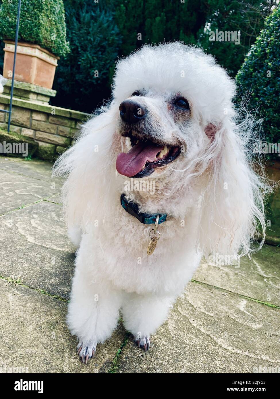 Happy Poodle High Resolution Stock Photography and Images - Alamy