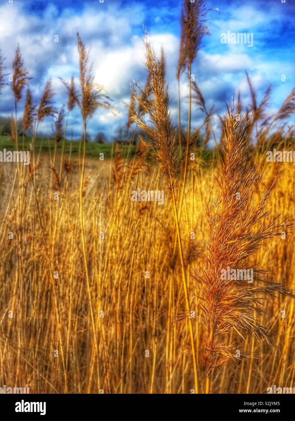 Close up a reed Stock Photo - Alamy