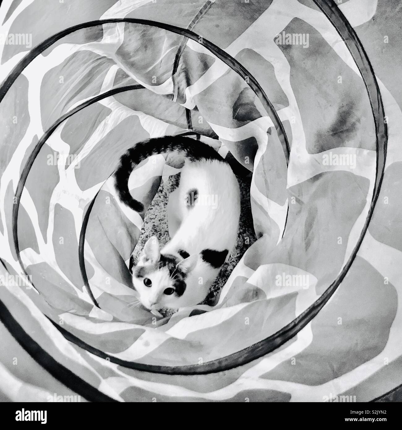 Dizzy cat hi-res stock photography and images - Alamy