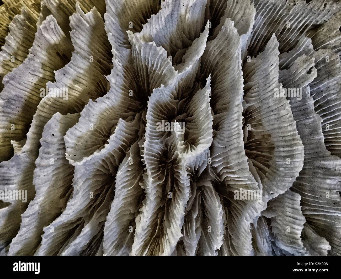 Coral shells hi-res stock photography and images - Alamy