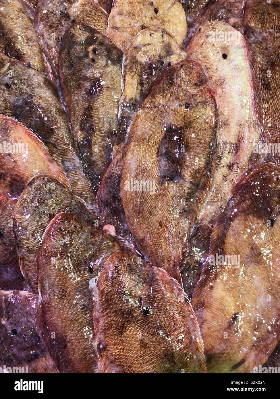 Dover sole fish hi-res stock photography and images - Alamy