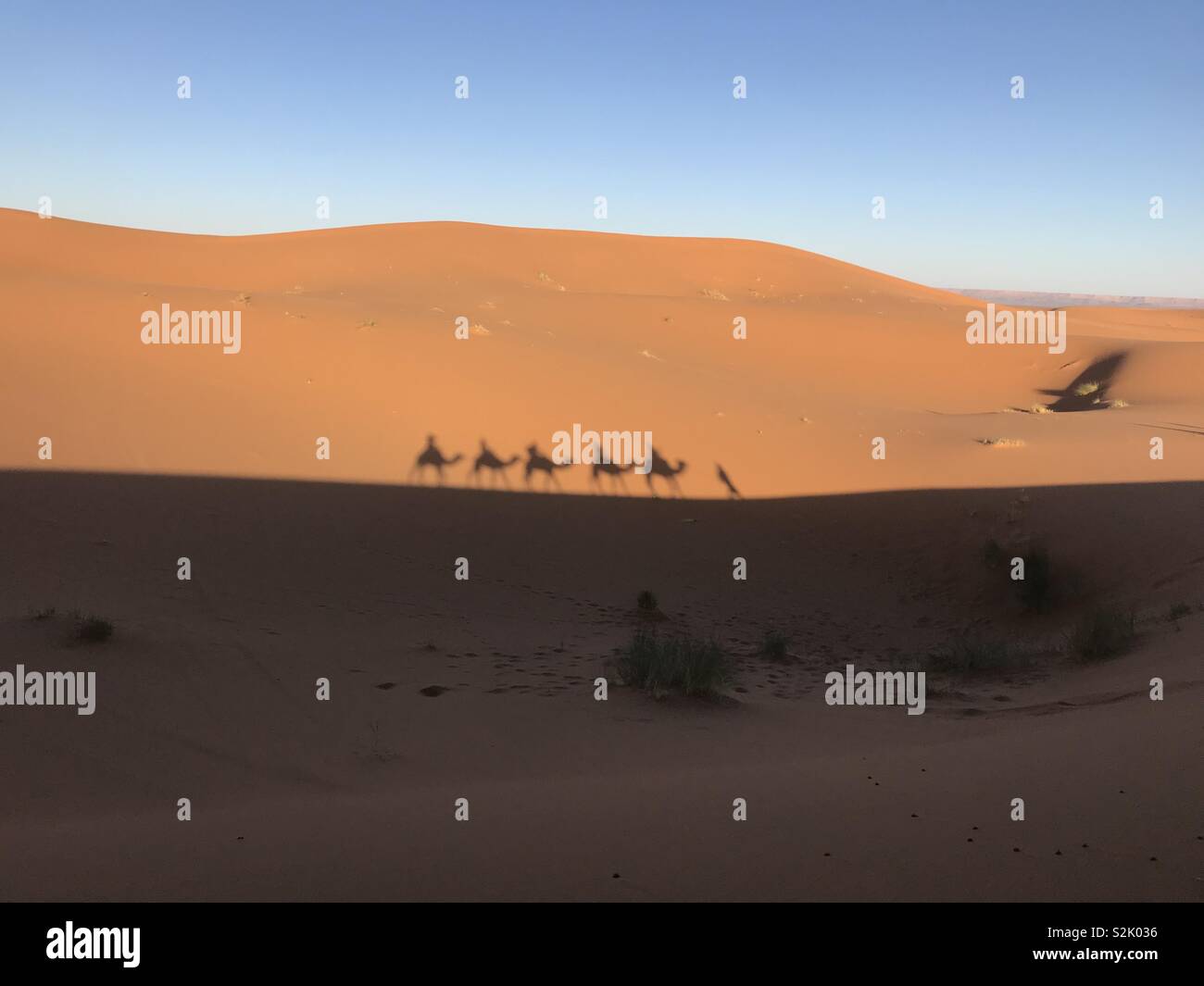 Line Of Camels High Resolution Stock Photography and Images - Alamy