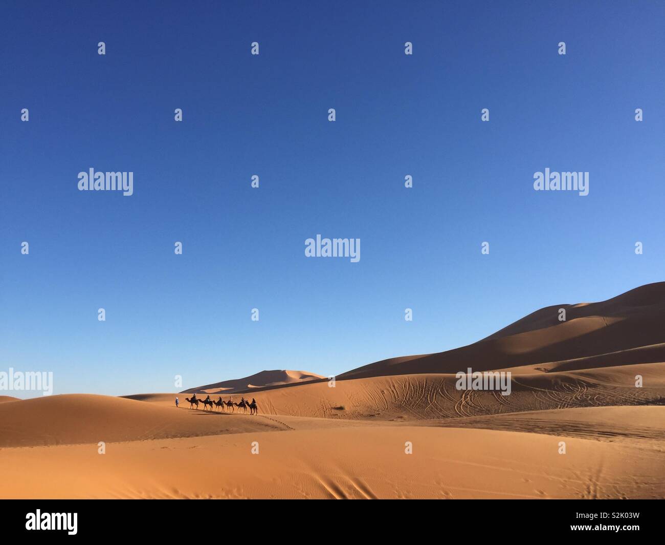 Row Of Camels High Resolution Stock Photography and Images - Alamy
