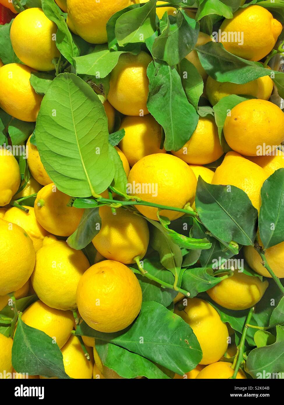 Lemons yellow citrus fruit hi-res stock photography and images - Alamy