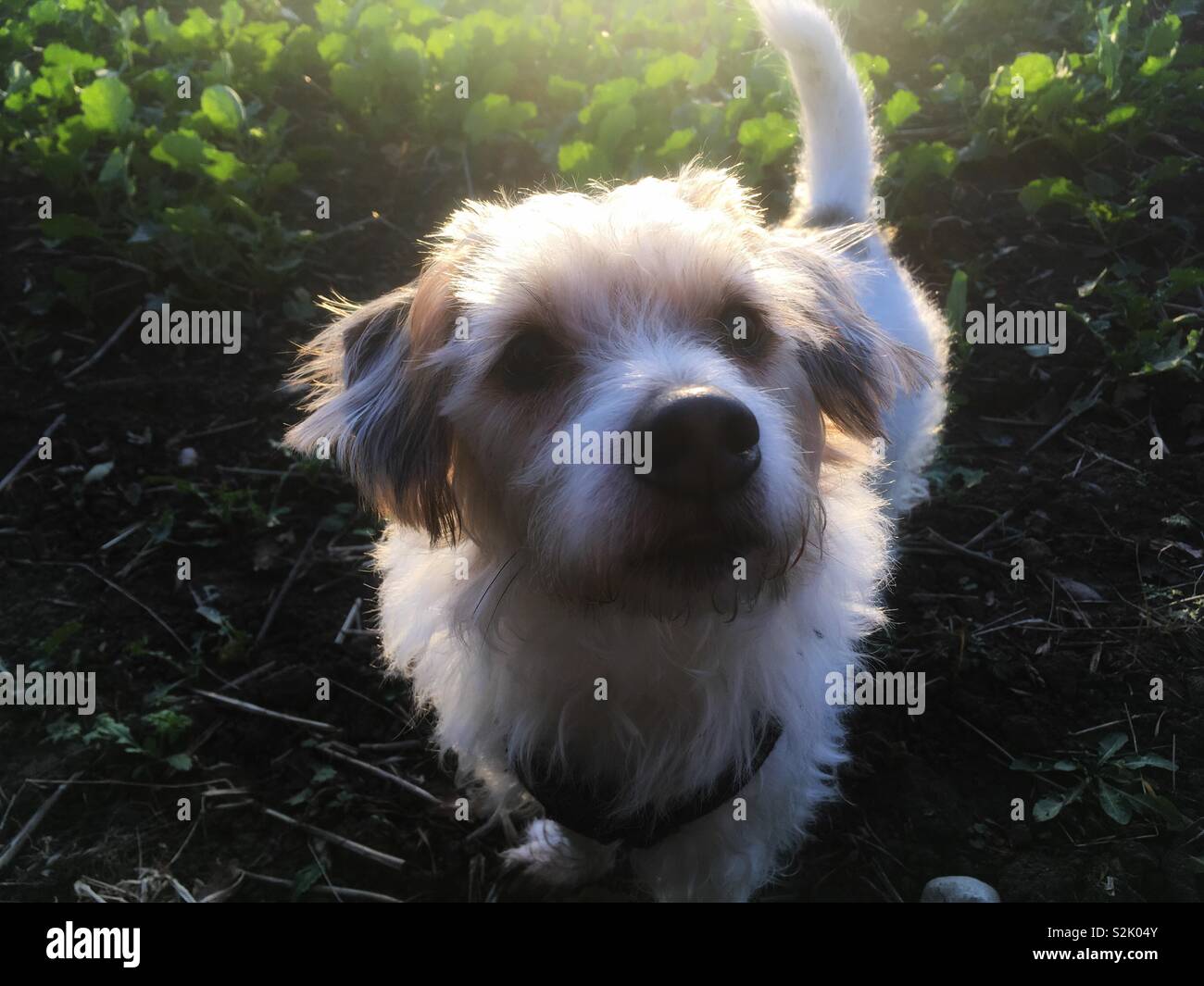Scruffy jack russell hi-res stock photography and images - Alamy