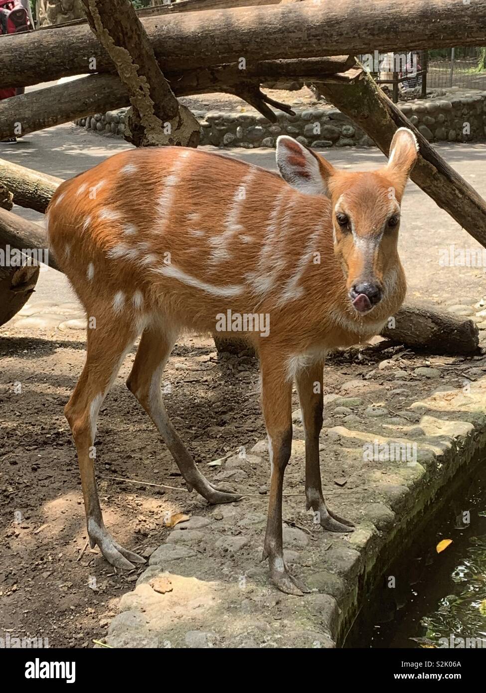 Deer drink hi-res stock photography and images - Alamy