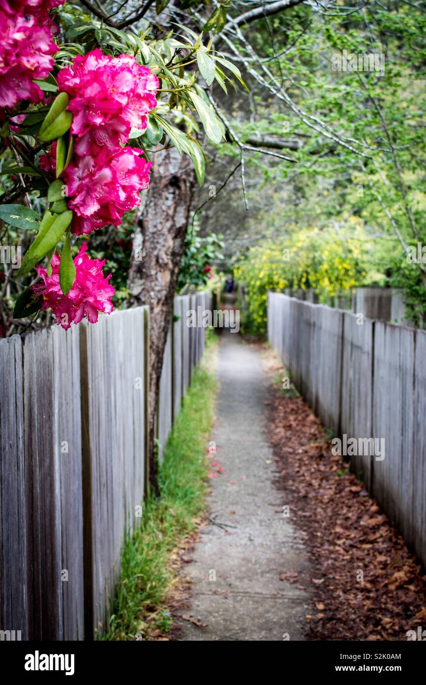 Pathway Flowers High Resolution Stock Photography and Images - Alamy