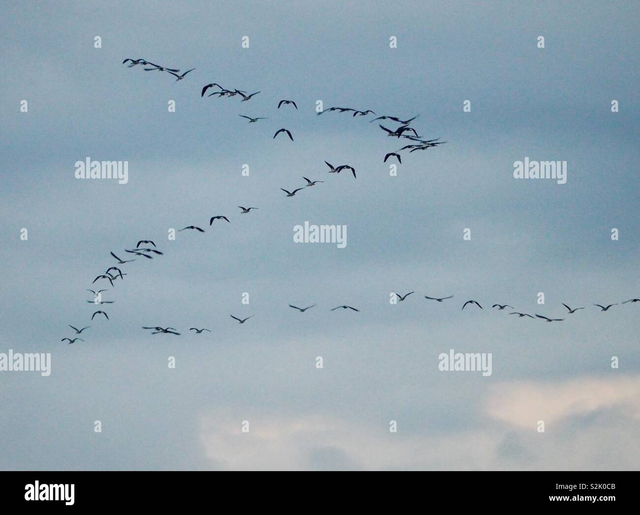 Flying ibis birds hi-res stock photography and images - Alamy