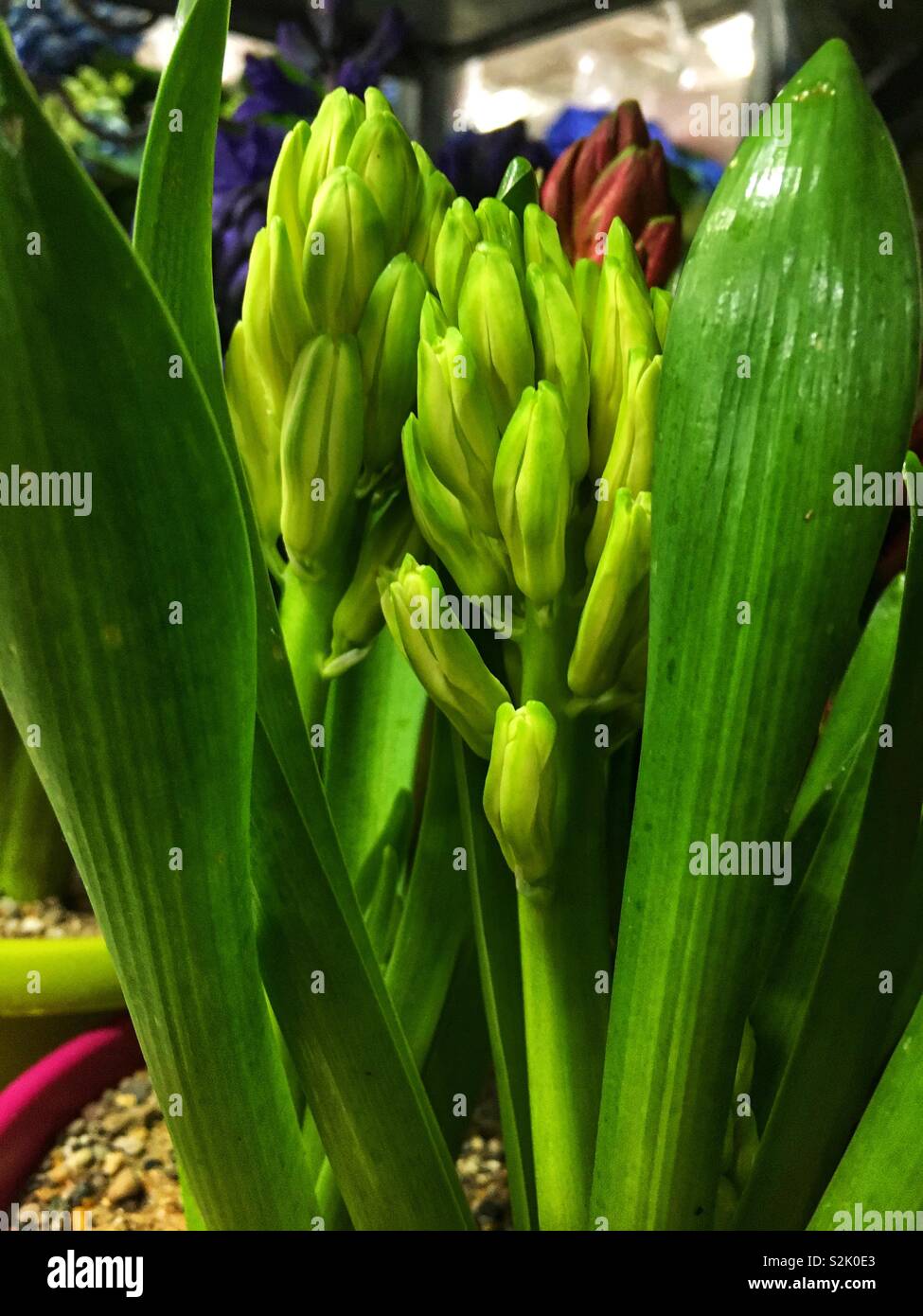 Budding green hi-res stock photography and images - Alamy