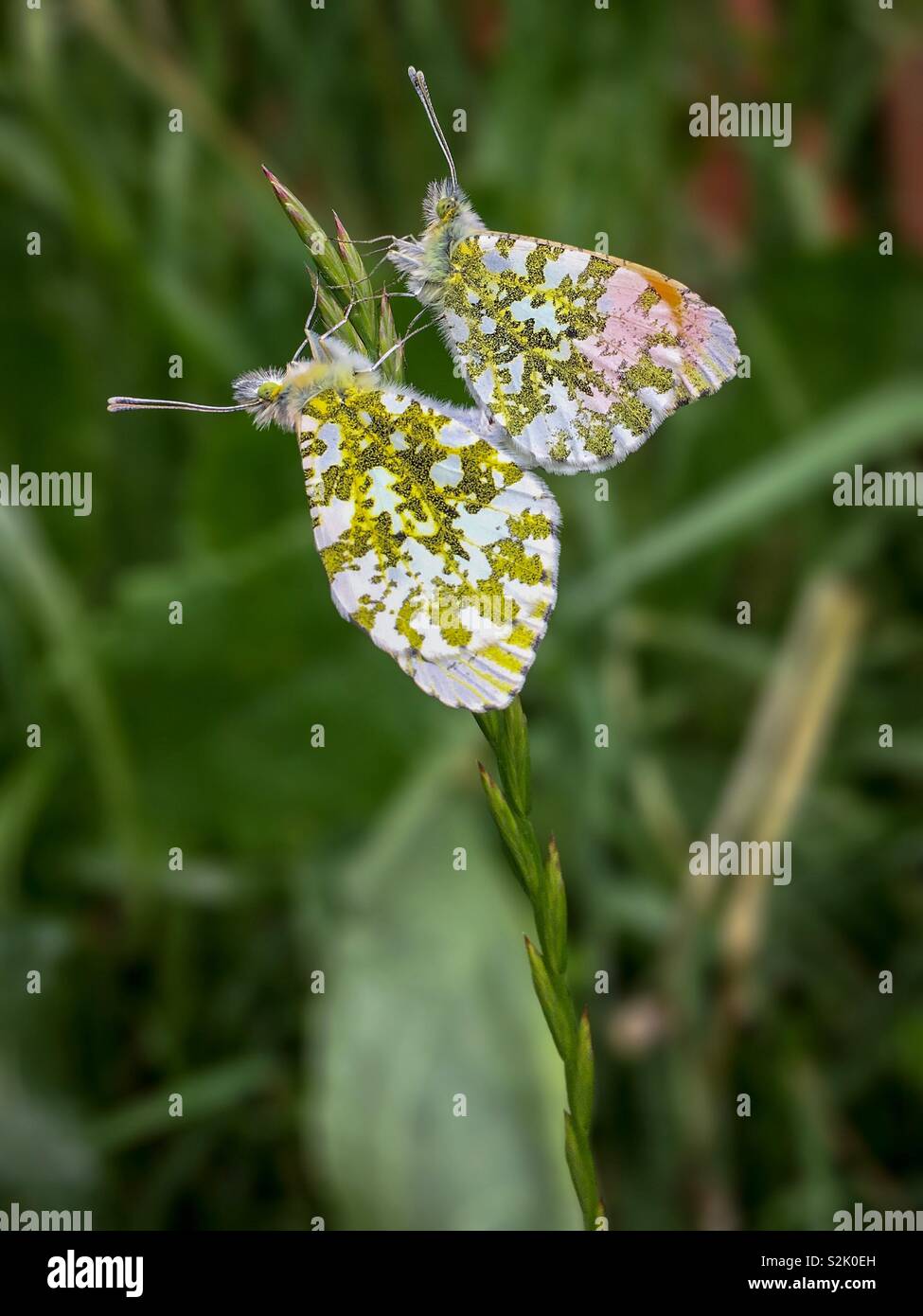 Love of butterflies hi-res stock photography and images - Alamy