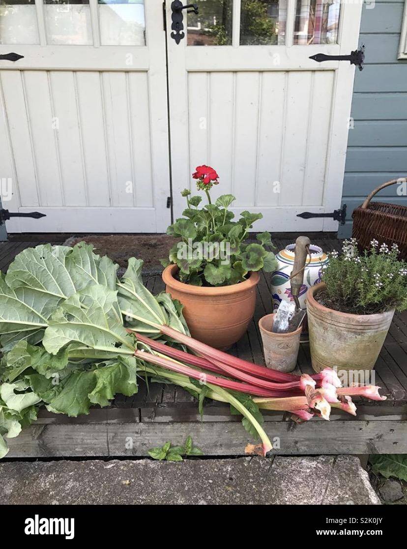 English rhubarb crumble hi-res stock photography and images - Alamy