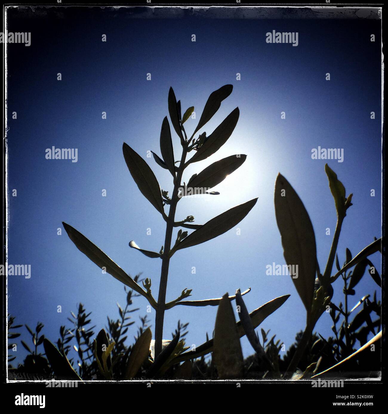 Olive tree shoot with new flower clusters against the spring Sun ...