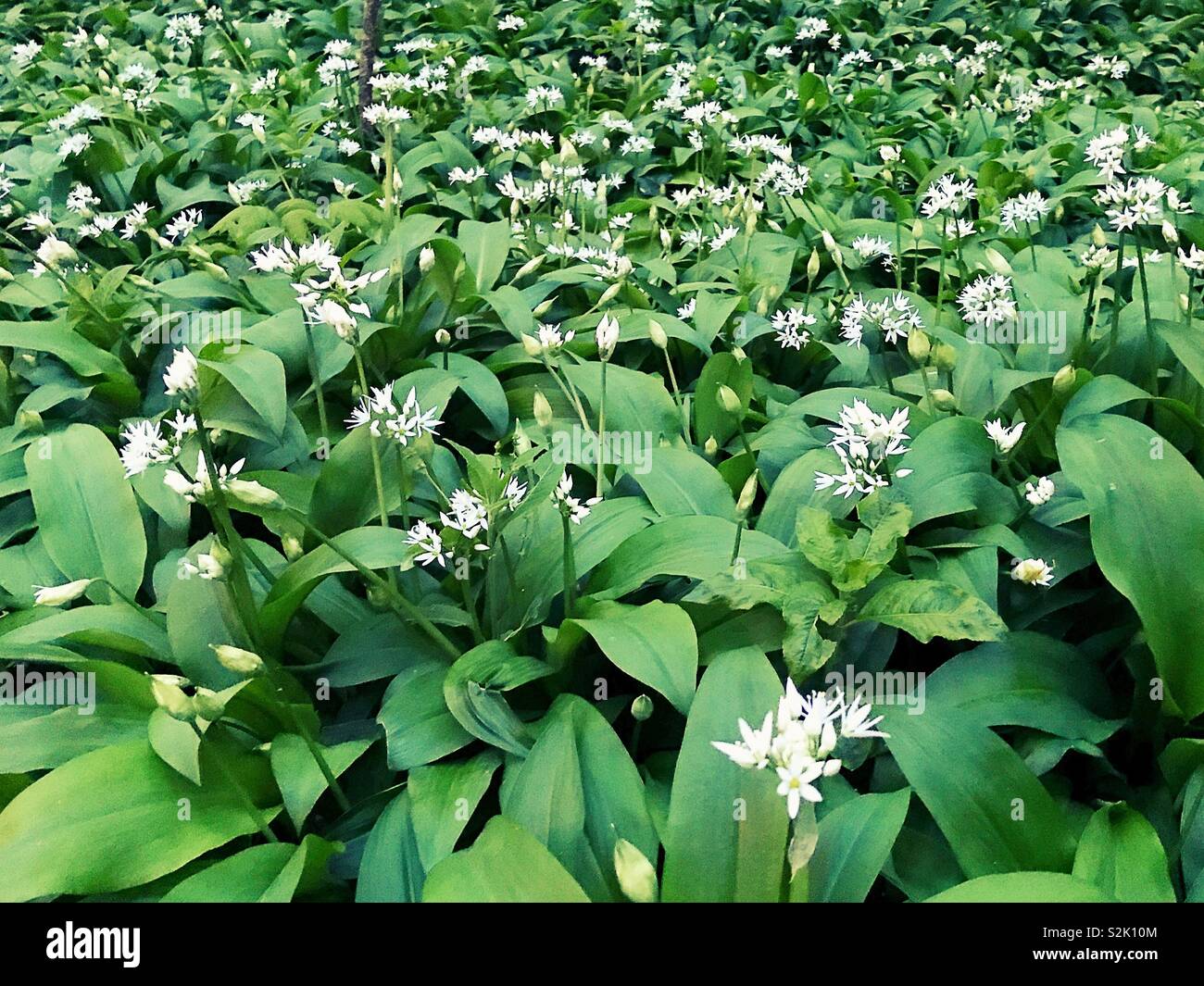 Wild Garlic bloom Stock Photo - Alamy
