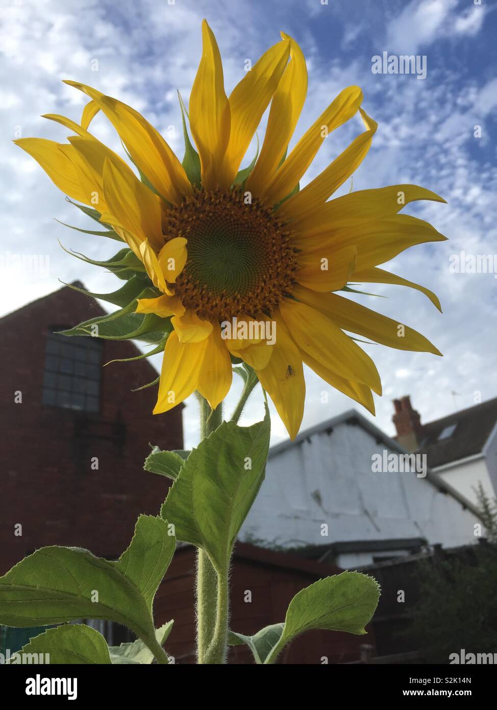 Back of sunflower hi-res stock photography and images - Alamy