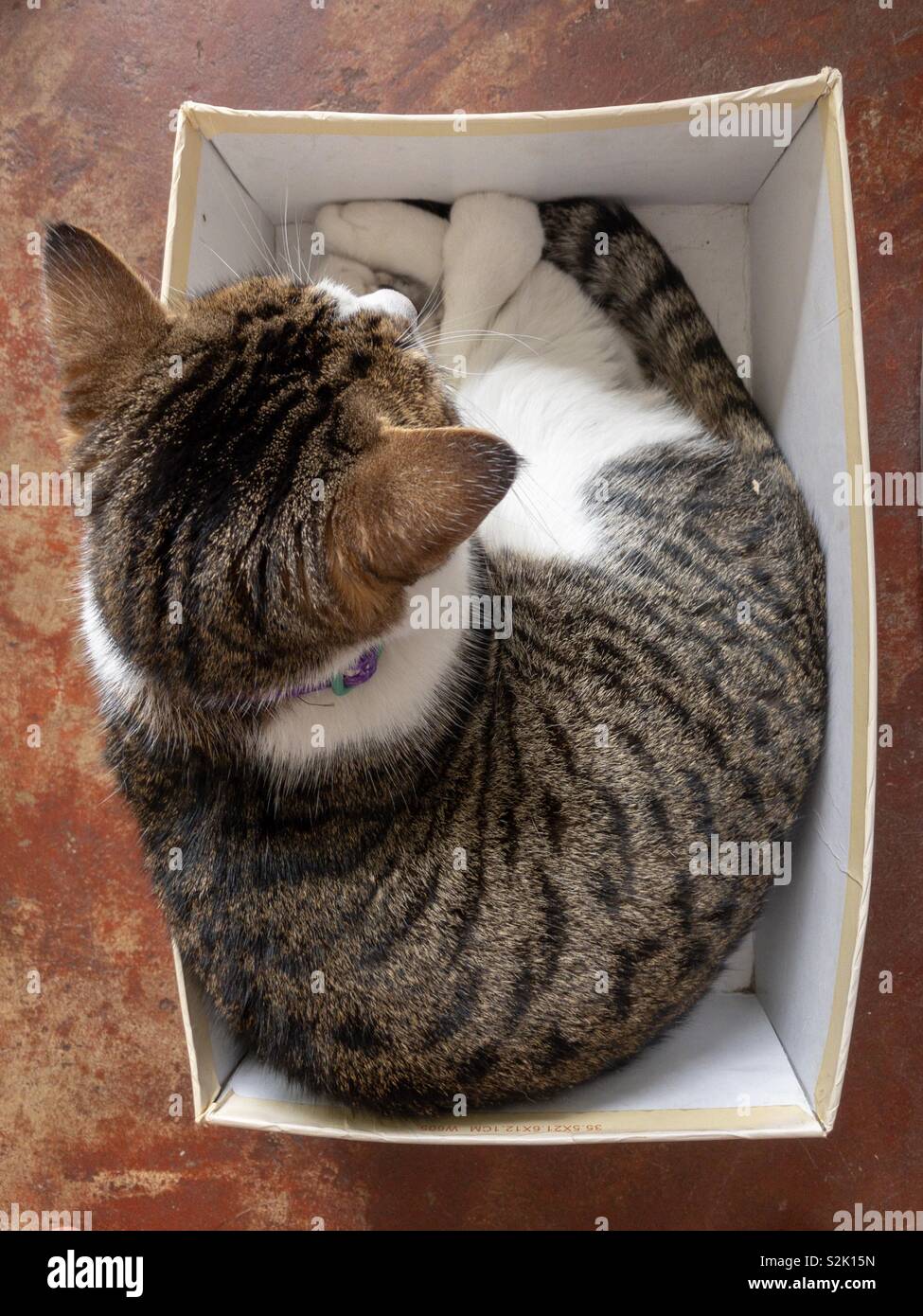 Cat in a box Stock Photo - Alamy