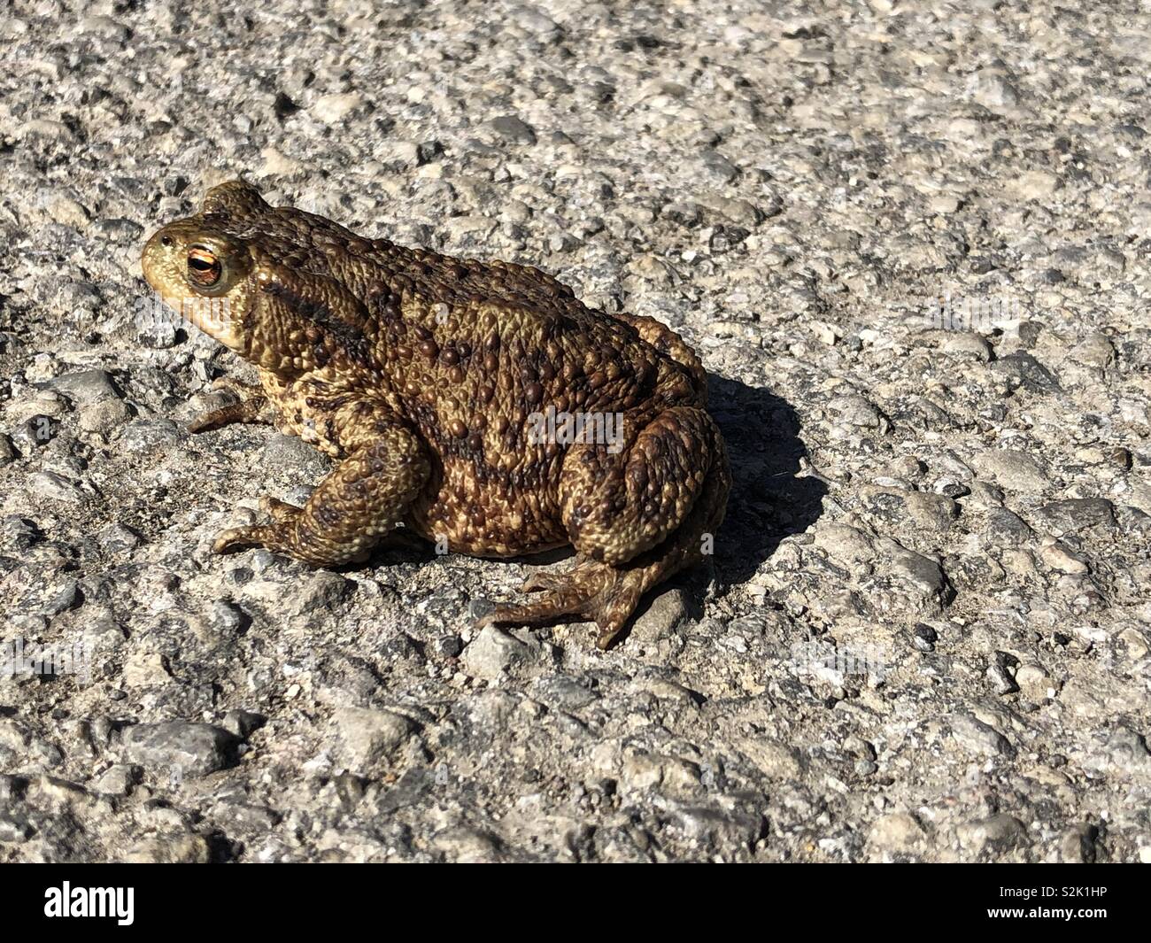 Common toad crossing the road Stock Photo - Alamy