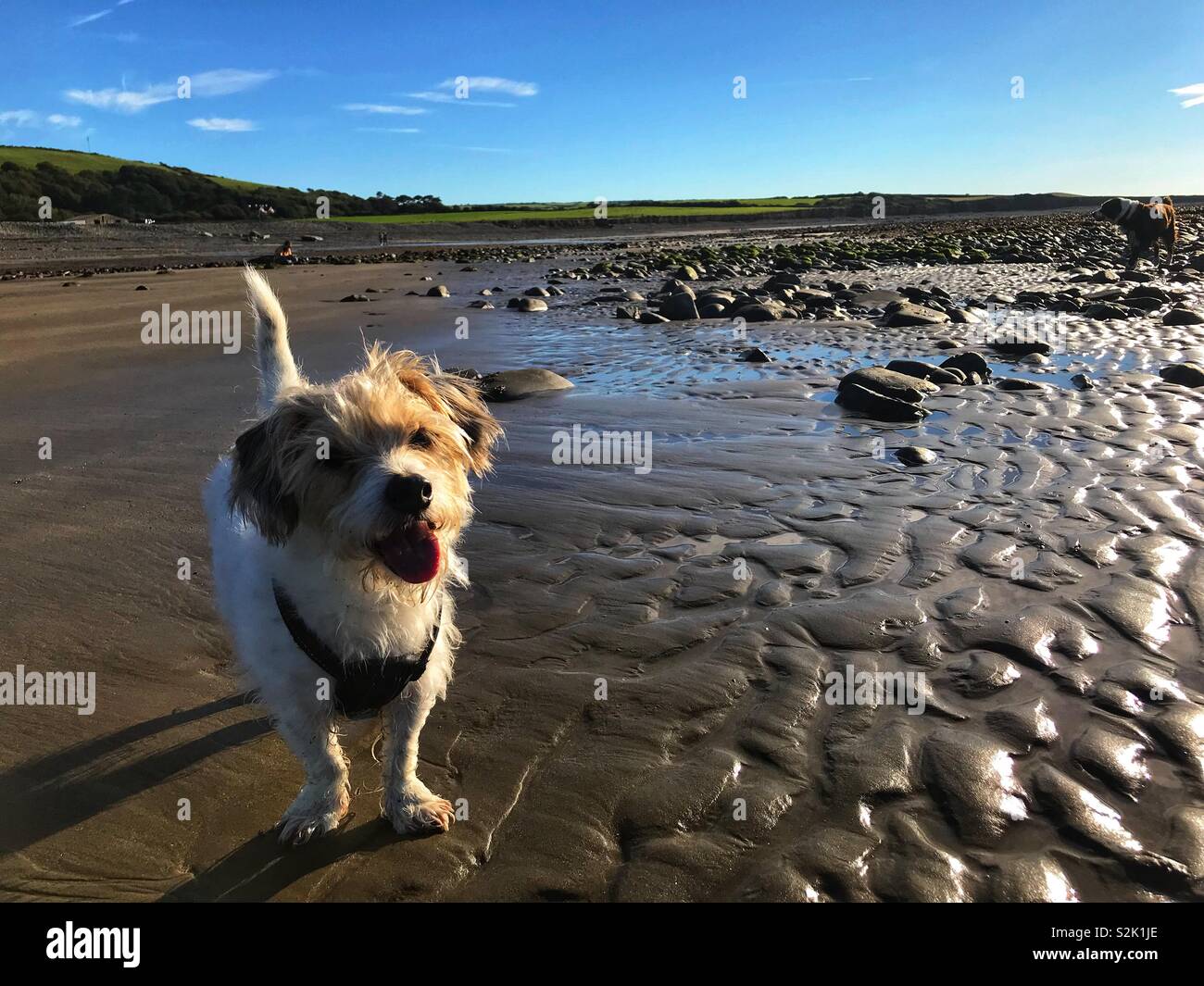 Dogs on the sunny beach hi-res stock photography and images - Alamy