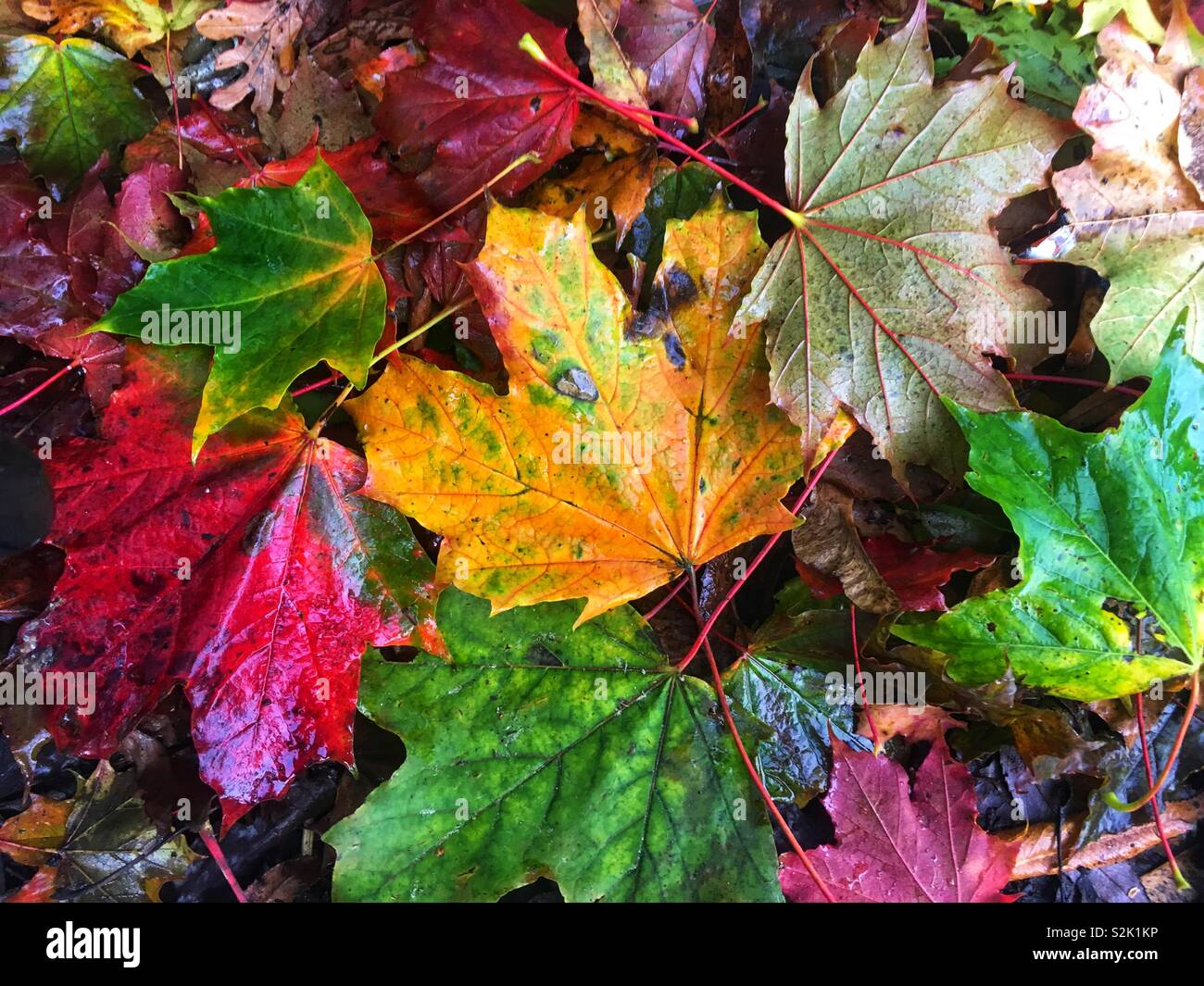 Colours of autumn, leaves Stock Photo - Alamy