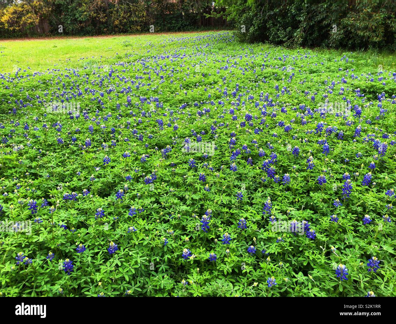 Bluebonnets High Resolution Stock Photography and Images - Alamy