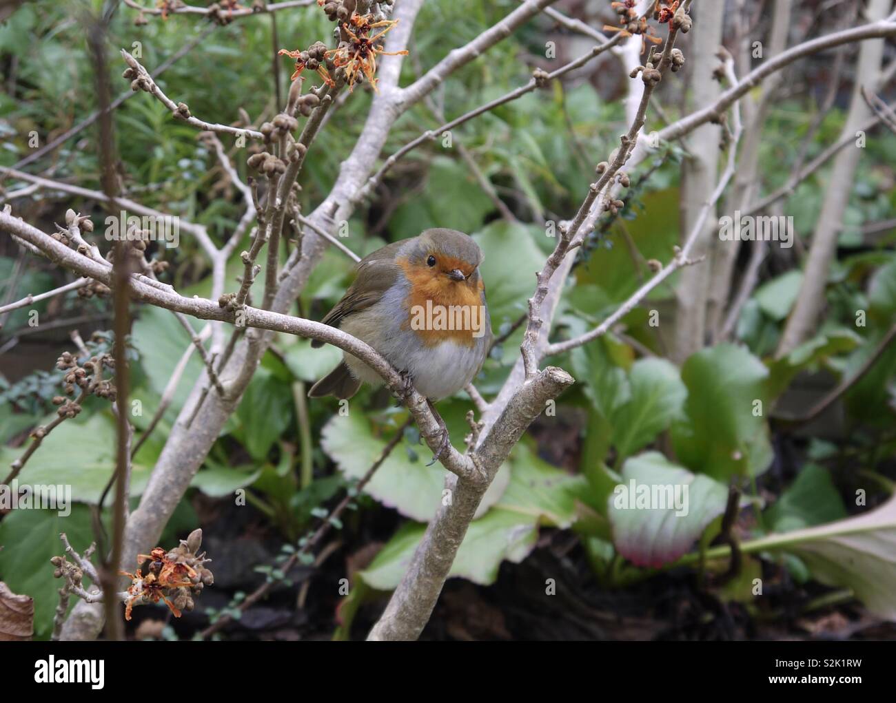 Robin in tree Stock Photo - Alamy