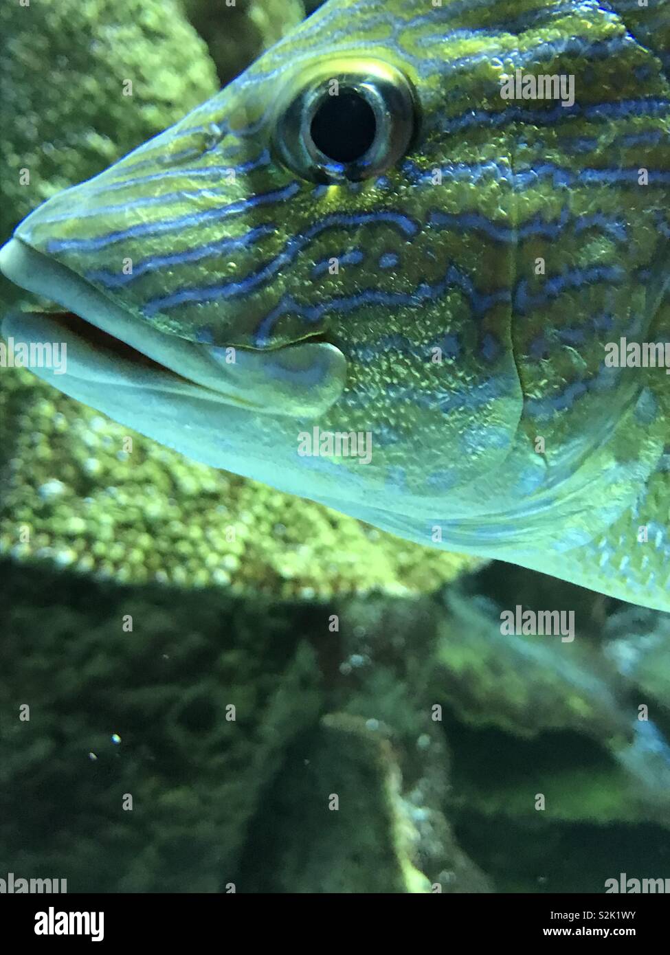 Up close at the aquarium. Eye to eye with a fish Stock Photo - Alamy