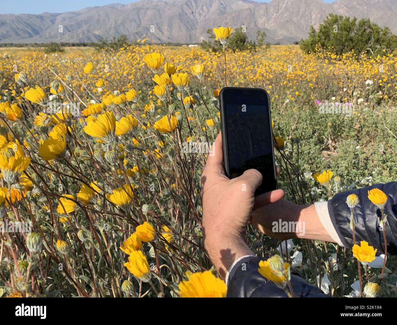 A photographer takes photos of wildflowers with an iPhone camera during ...