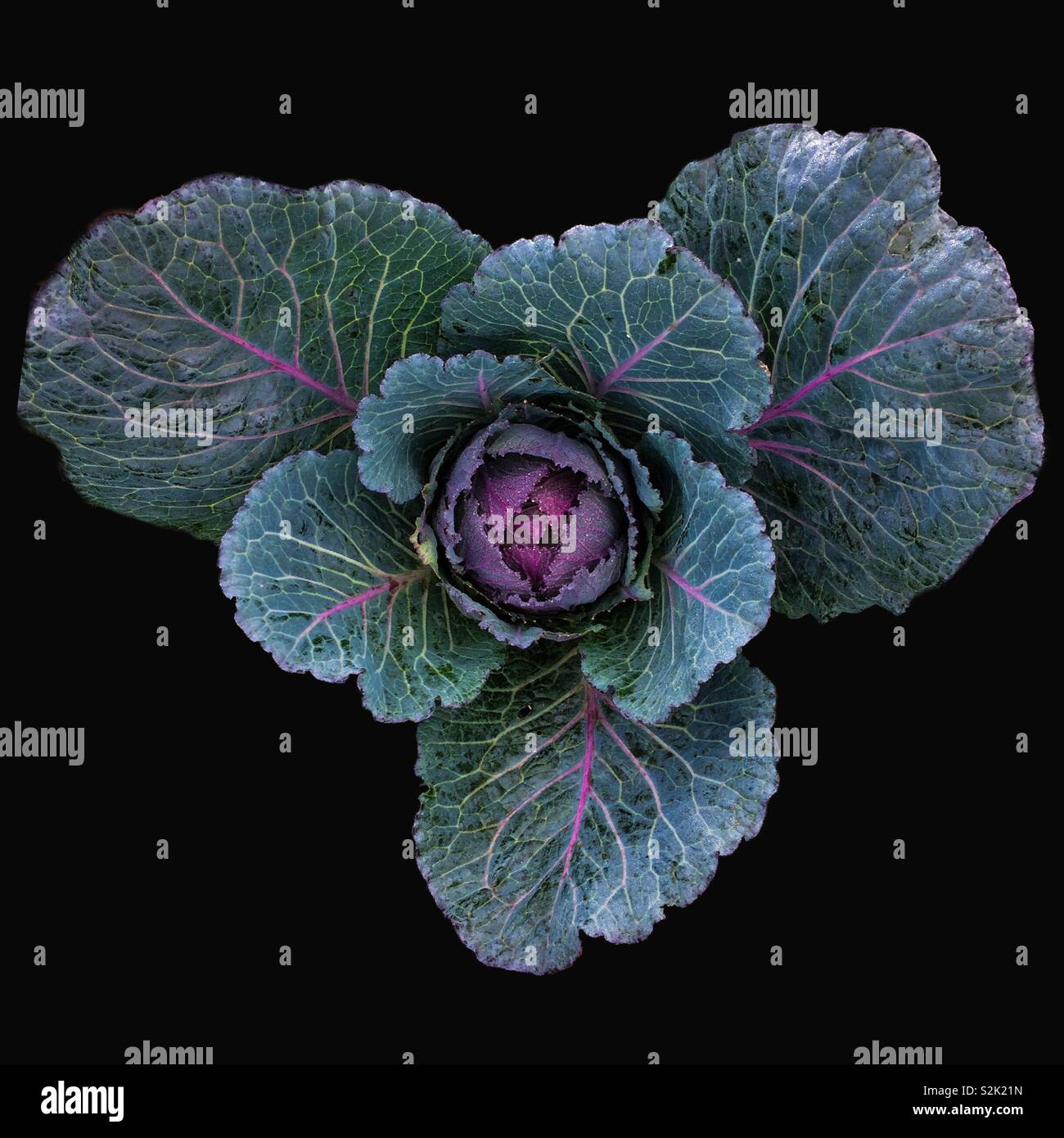 Growing purple cabbage hi-res stock photography and images - Alamy