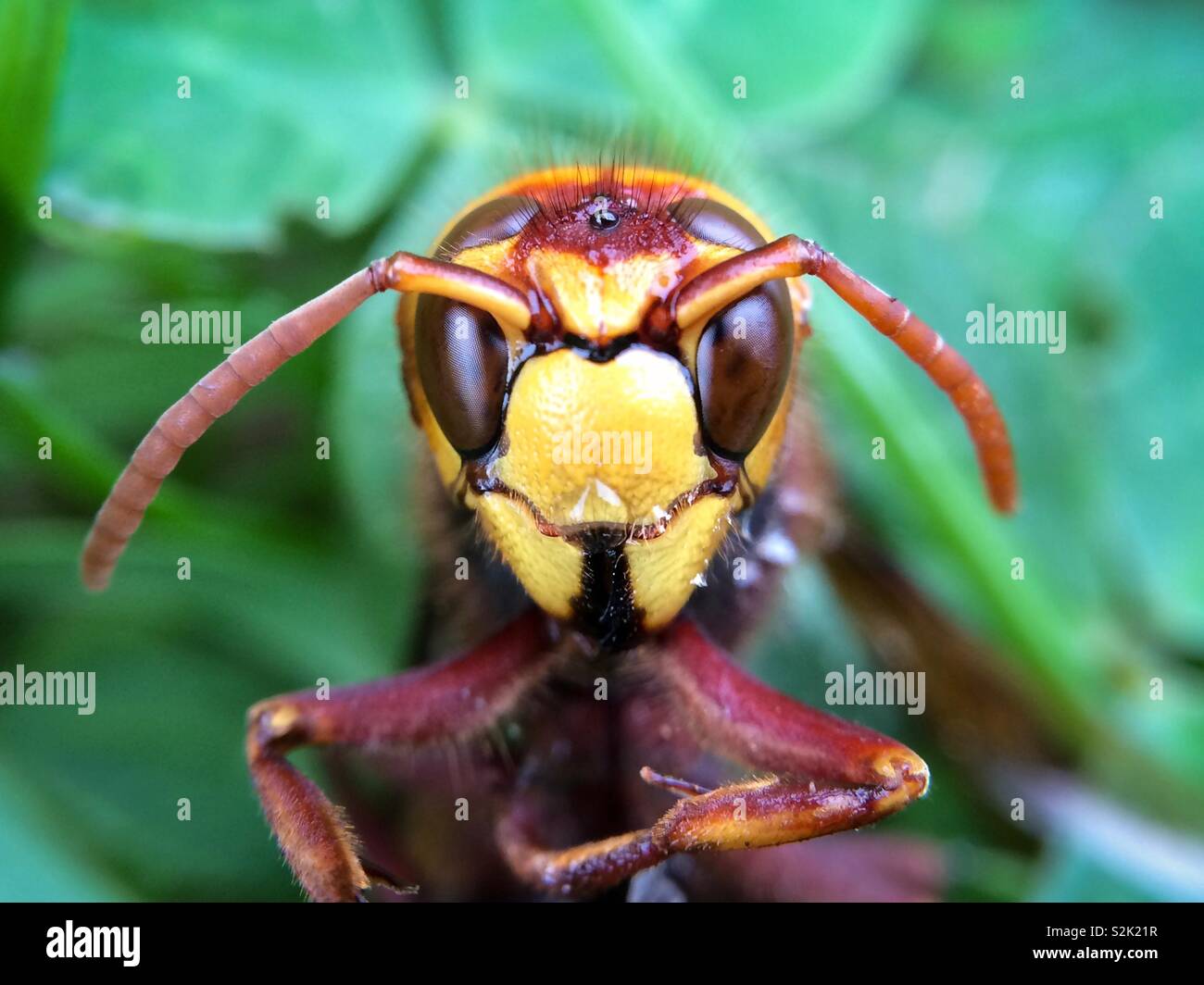 Scary wasp hi-res stock photography and images - Alamy