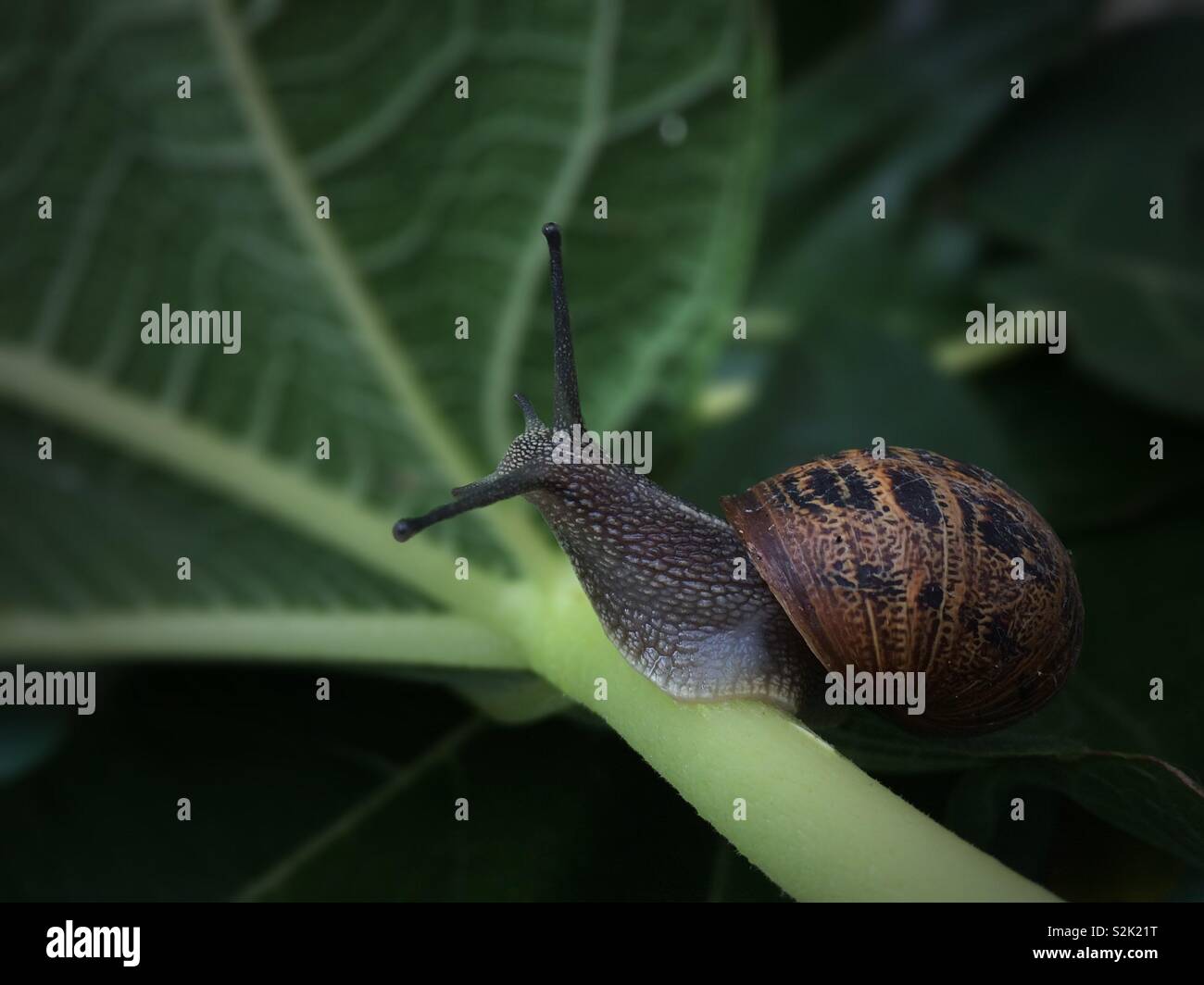 Snail leaf hi-res stock photography and images - Alamy